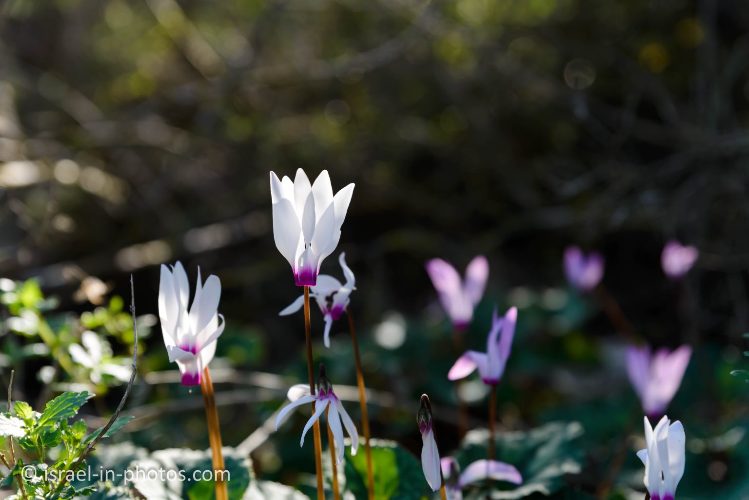 Caesar Trail and Khirbet Hanoot - Visitors Guide