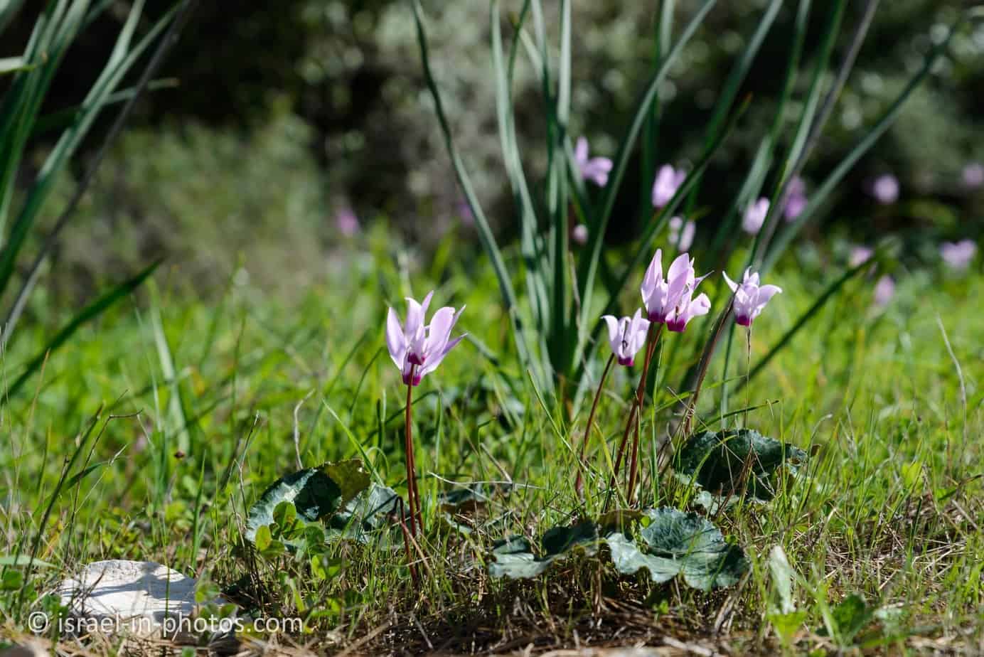 Caesar Trail and Khirbet Hanoot - Visitors Guide