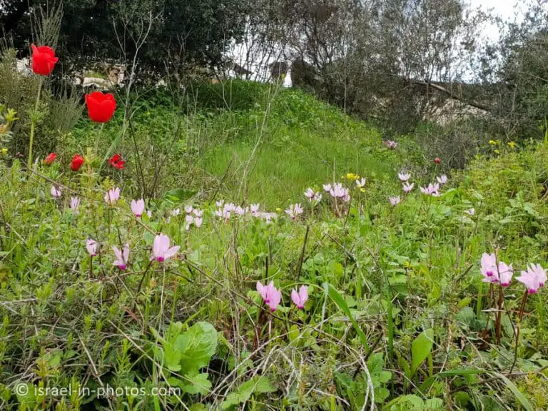 Beit Zayit Reservoir, Seasonal Lake by Jerusalem - Visitors Guide ...