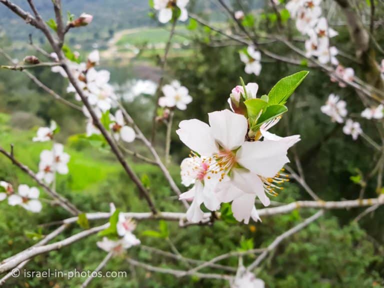 Beit Zayit Reservoir, Seasonal Lake by Jerusalem - Visitors Guide ...