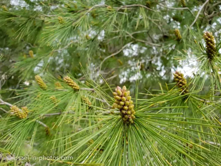 Beit Zayit Reservoir, Seasonal Lake by Jerusalem - Visitors Guide ...