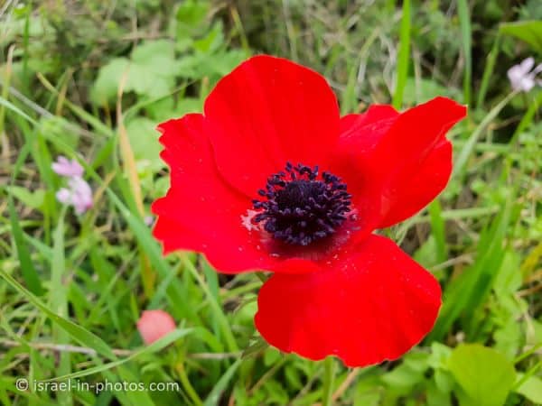 Beit Zayit Reservoir, Seasonal Lake by Jerusalem - Visitors Guide ...