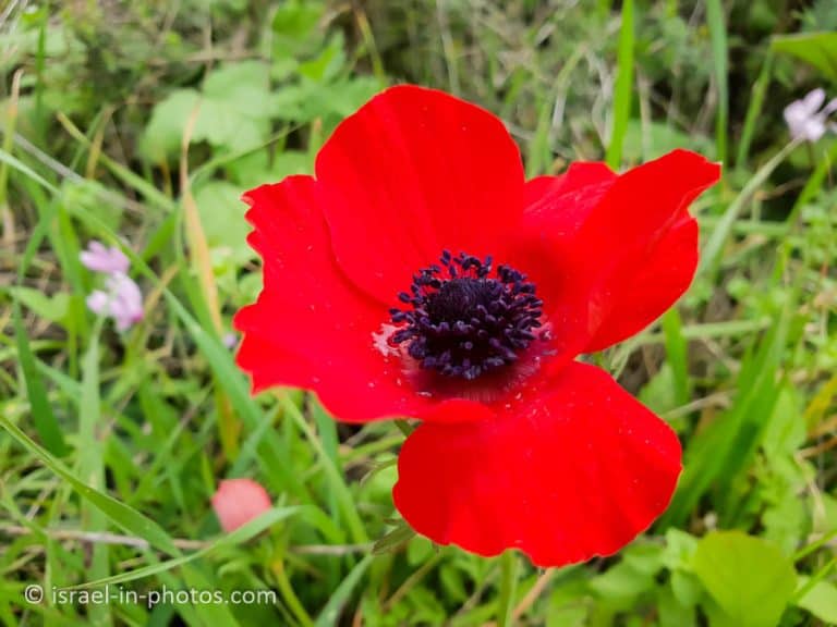 Beit Zayit Reservoir, Seasonal Lake by Jerusalem - Visitors Guide ...