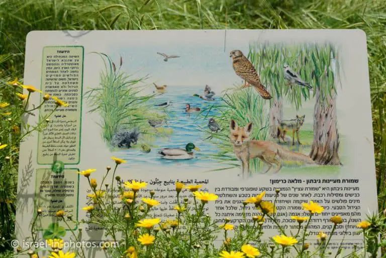 Gibton Springs Nature Reserve - Visitors Guide - Israel in Photos