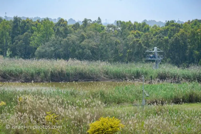 Gibton Springs Nature Reserve - Visitors Guide - Israel in Photos