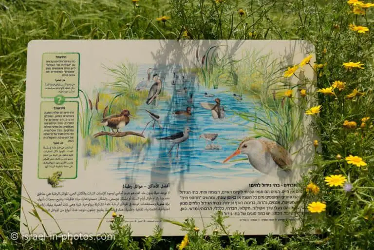 Gibton Springs Nature Reserve - Visitors Guide - Israel in Photos