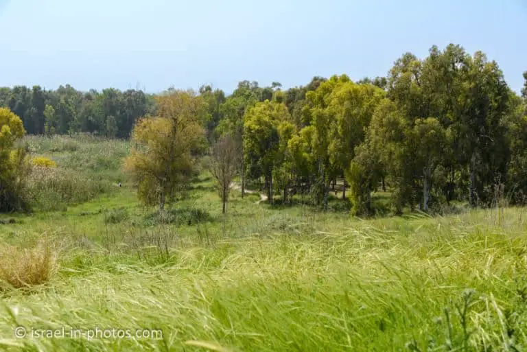 Gibton Springs Nature Reserve - Visitors Guide - Israel in Photos