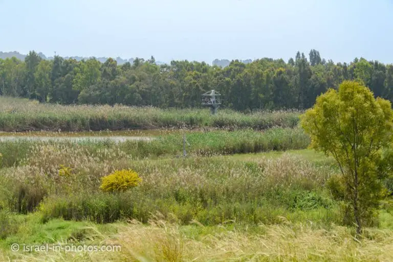 Gibton Springs Nature Reserve - Visitors Guide - Israel in Photos