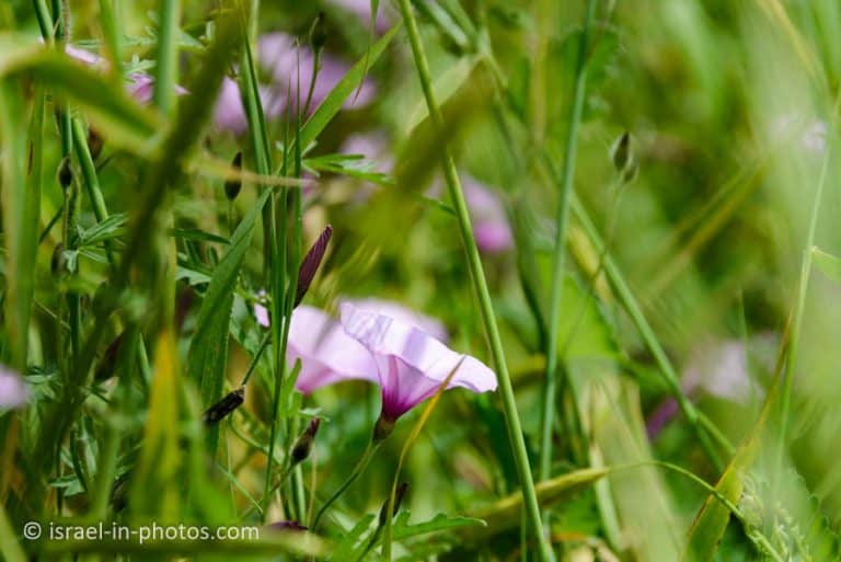 Gibton Springs Nature Reserve - Visitors Guide - Israel in Photos