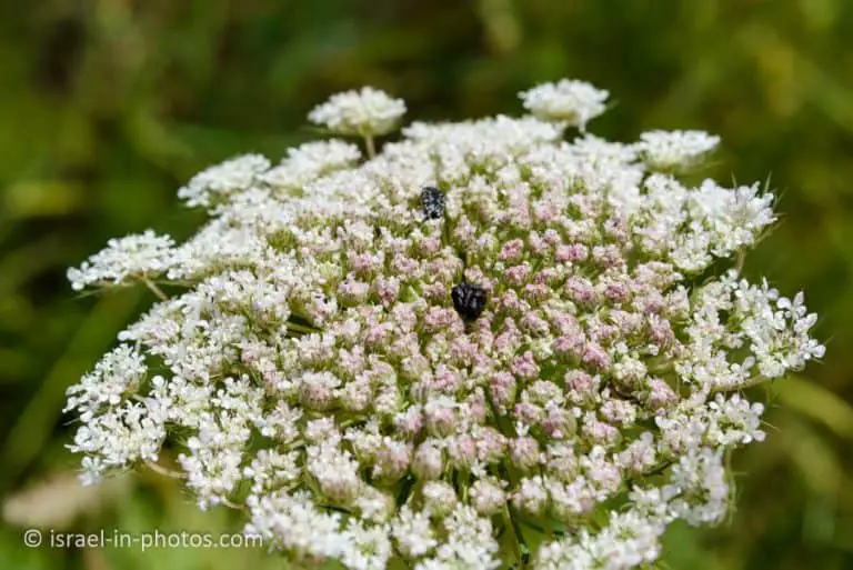 Gibton Springs Nature Reserve - Visitors Guide - Israel in Photos