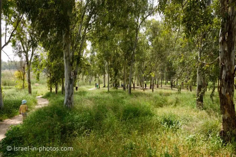 Gibton Springs Nature Reserve - Visitors Guide - Israel in Photos