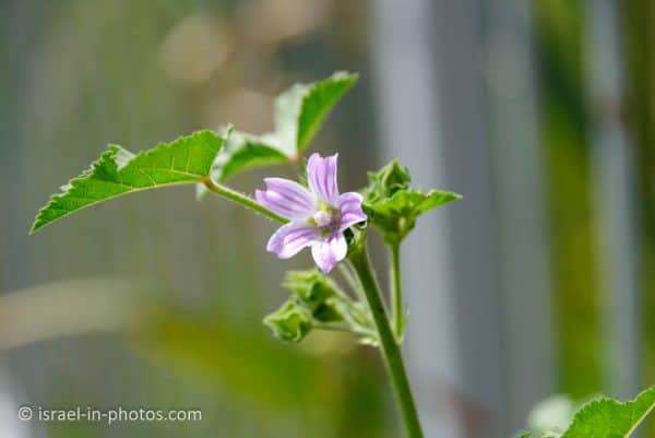 Gibton Springs Nature Reserve - Visitors Guide - Israel in Photos