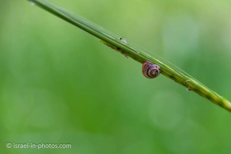 Gibton Springs Nature Reserve - Visitors Guide - Israel in Photos