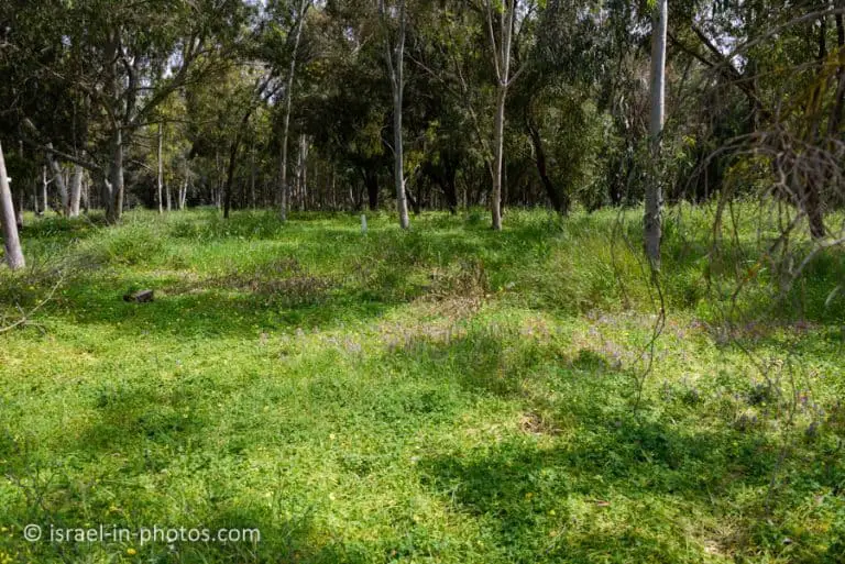 Gibton Springs Nature Reserve - Visitors Guide - Israel in Photos