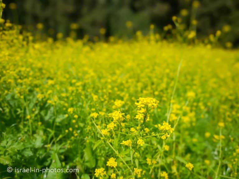 Nahal Gahar - Easy Family Hike near Yokneam - Visitors Guide - Israel ...