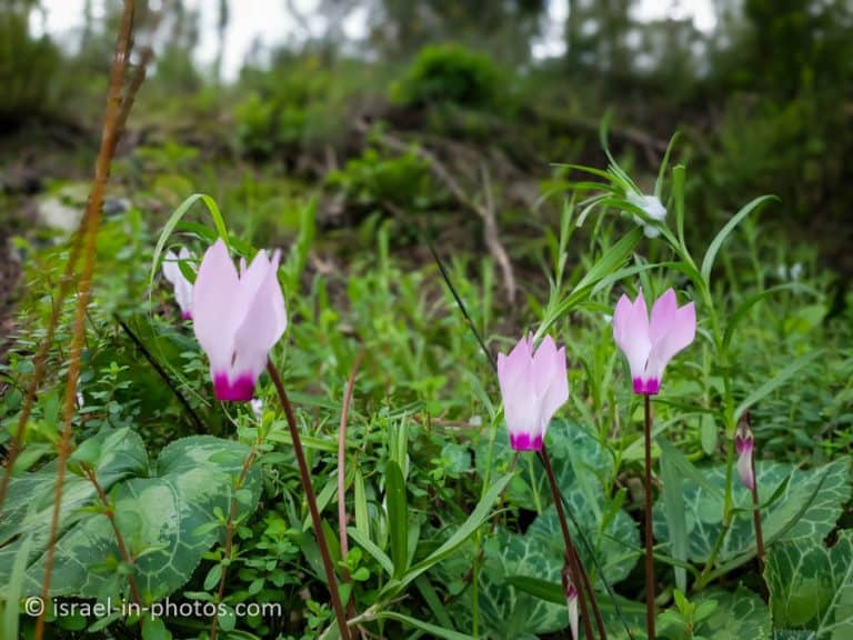 Nahal Gahar - Easy Family Hike near Yokneam - Visitors Guide - Israel ...