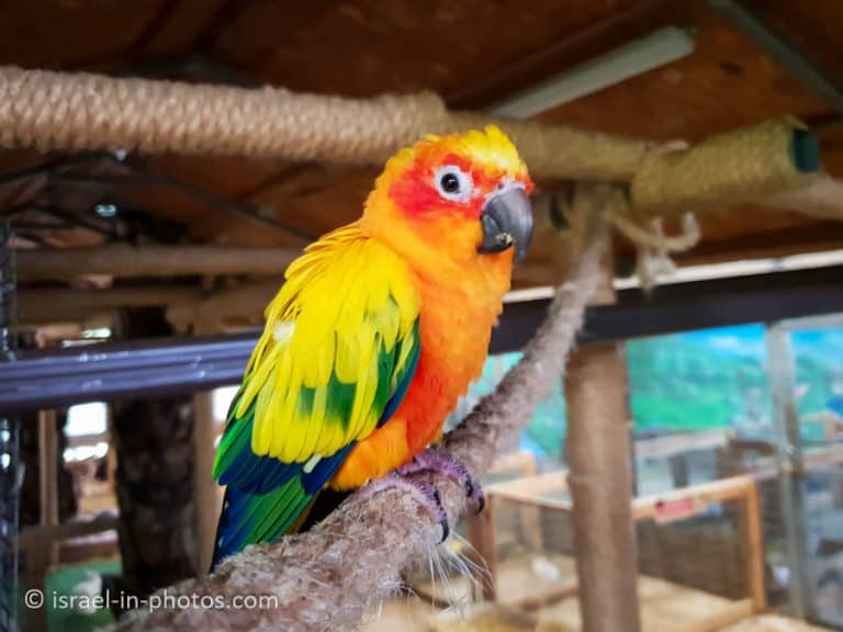 The Rabbit Village, Bethlehem of Galilee - Visitors Guide - Israel in ...