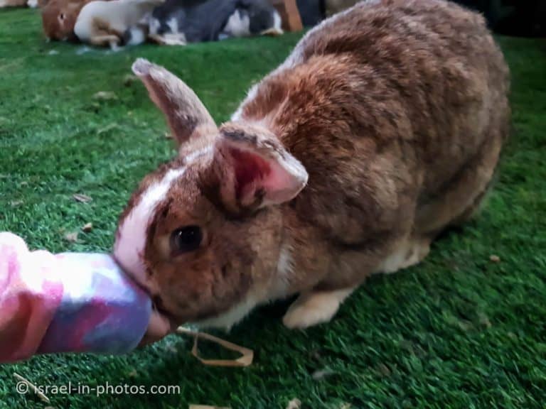 The Rabbit Village, Bethlehem of Galilee - Visitors Guide - Israel in ...