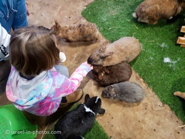 The Rabbit Village, Bethlehem of Galilee - Visitors Guide - Israel in ...