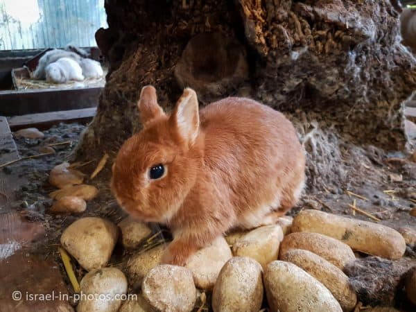 The Rabbit Village, Bethlehem of Galilee - Visitors Guide - Israel in ...
