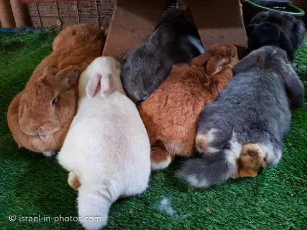 The Rabbit Village, Bethlehem of Galilee - Visitors Guide - Israel in ...