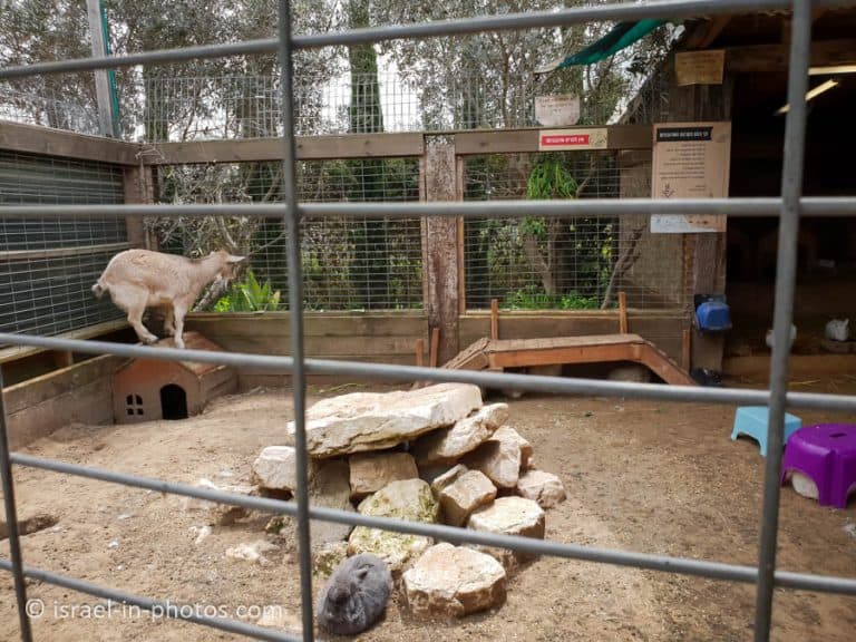 The Rabbit Village, Bethlehem of Galilee - Visitors Guide - Israel in ...