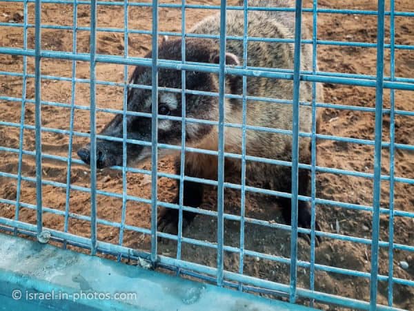 The Rabbit Village, Bethlehem of Galilee - Visitors Guide - Israel in ...