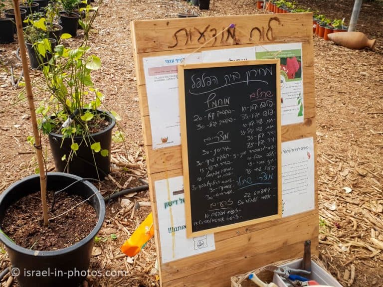 The Rabbit Village, Bethlehem of Galilee - Visitors Guide - Israel in ...