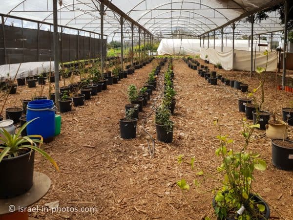 The Rabbit Village, Bethlehem of Galilee - Visitors Guide - Israel in ...