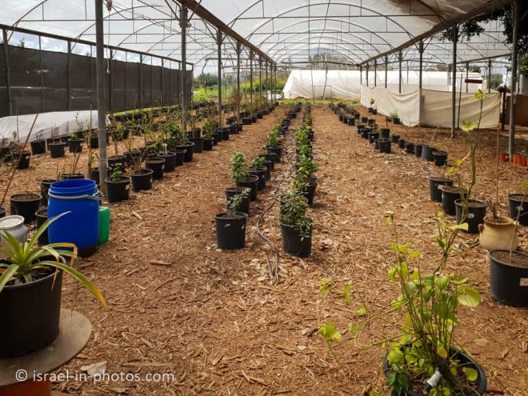 The Rabbit Village, Bethlehem of Galilee - Visitors Guide - Israel in ...