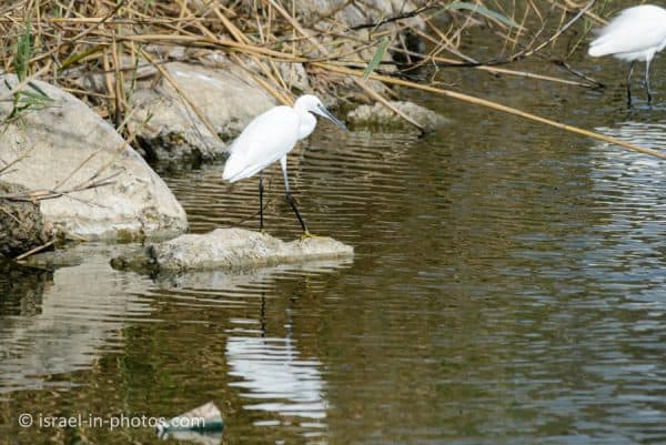 Maagan Michael Birdwatching Park - Visitors Guide - Israel in Photos